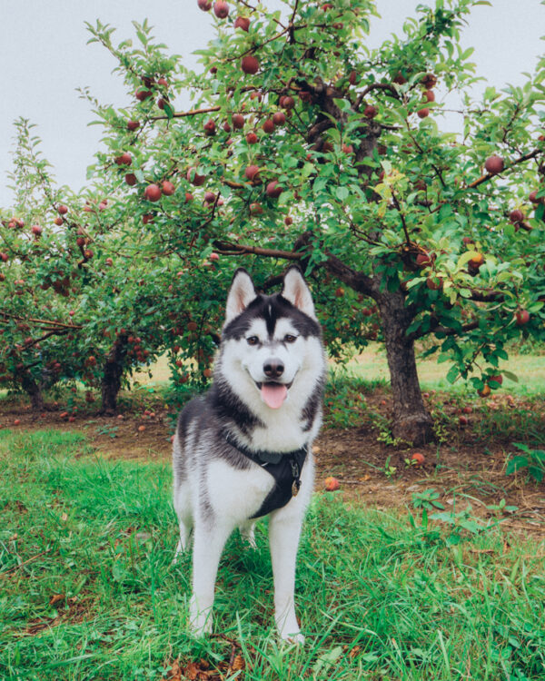 Dog-Friendly Apple Picking Near NYC