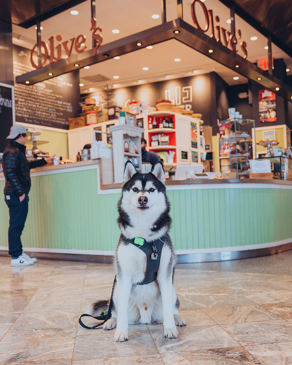 3 Best Harnesses For A Siberian Husky