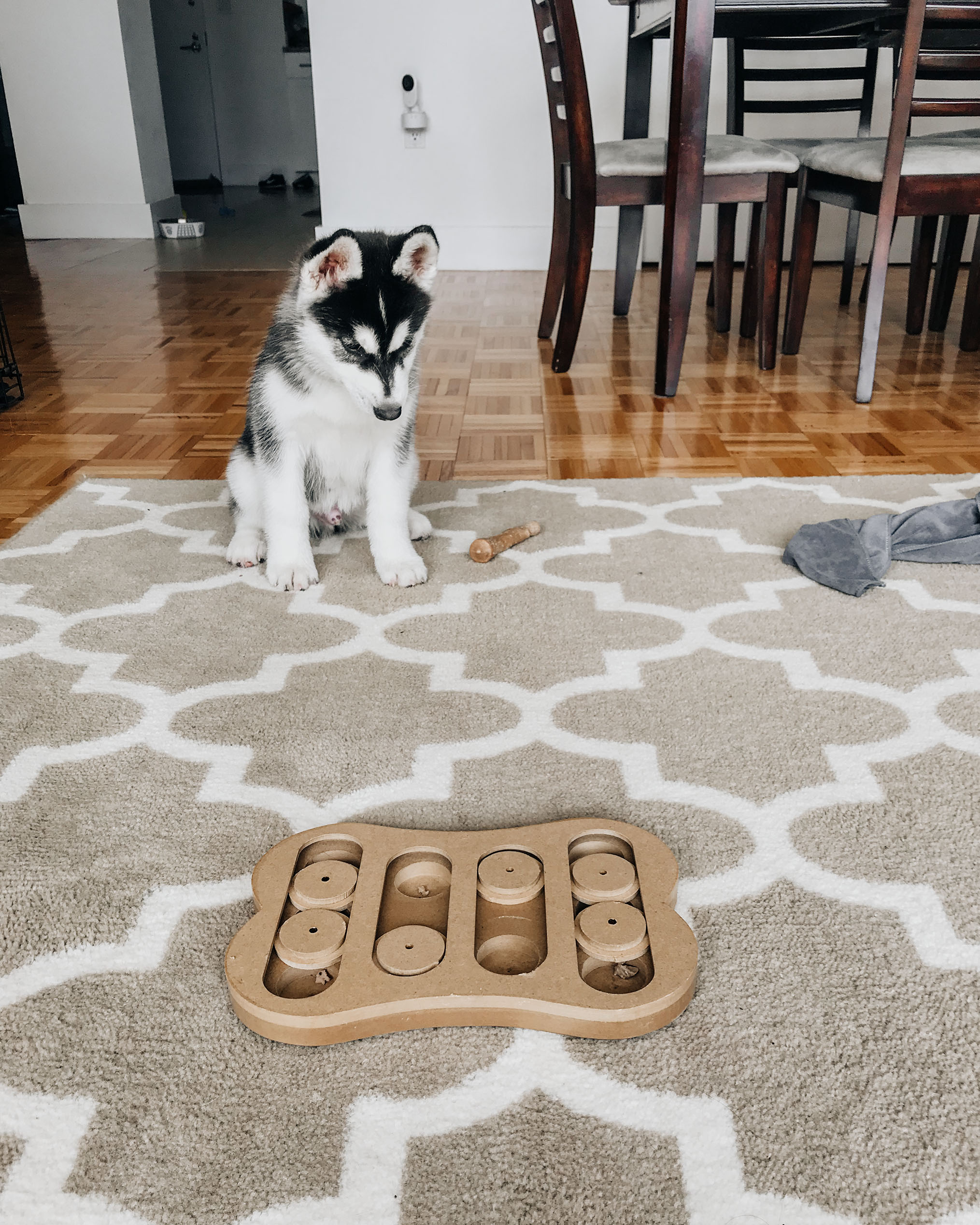 Mental Stimulation for Dogs: 8 Ways to Fight Boredom
