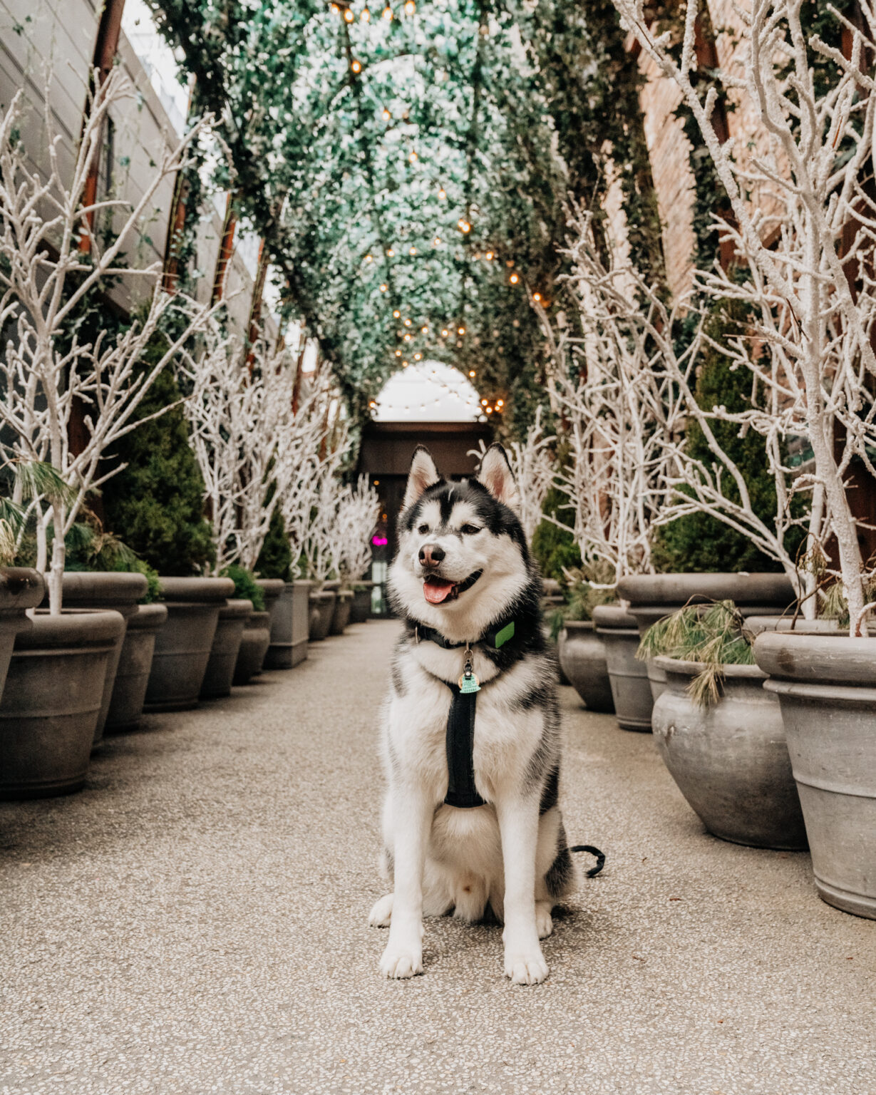 Top 9 Luxury Dog-Friendly NYC Hotels That Allow Large Dogs