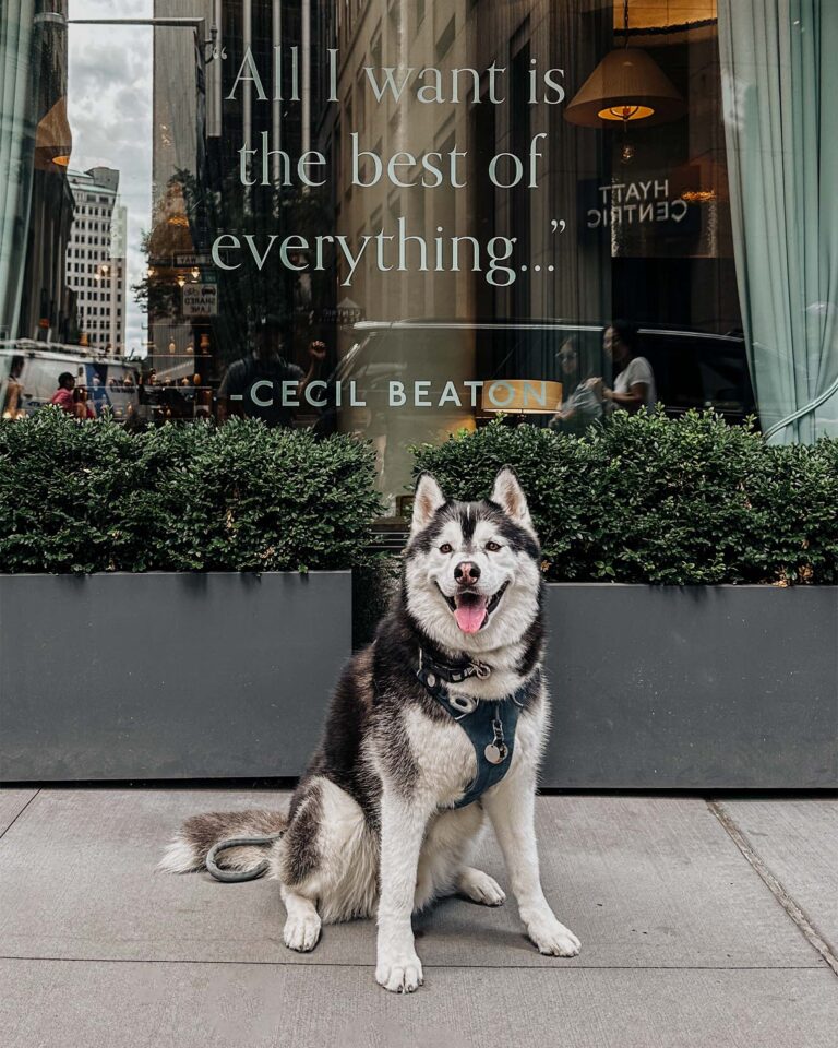 Top 9 Luxury Dog-Friendly NYC Hotels That Allow Large Dogs