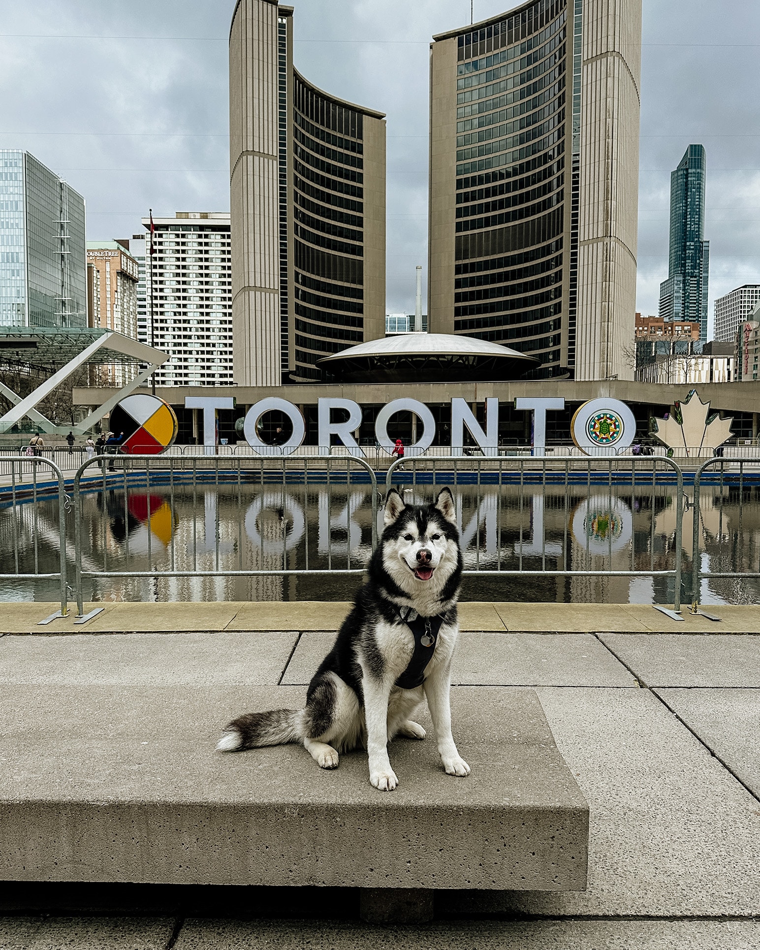 A Guide to Dog-Friendly Toronto: Where to Stay and Explore With your Dog